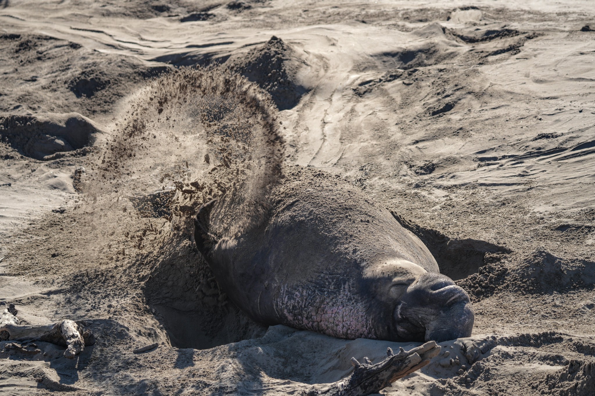 Exploring Ano Nuevo: A Elephant Seal Adventure on the California Coast ...
